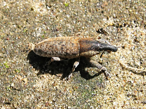 Lixus punctirostris · iNaturalist United Kingdom