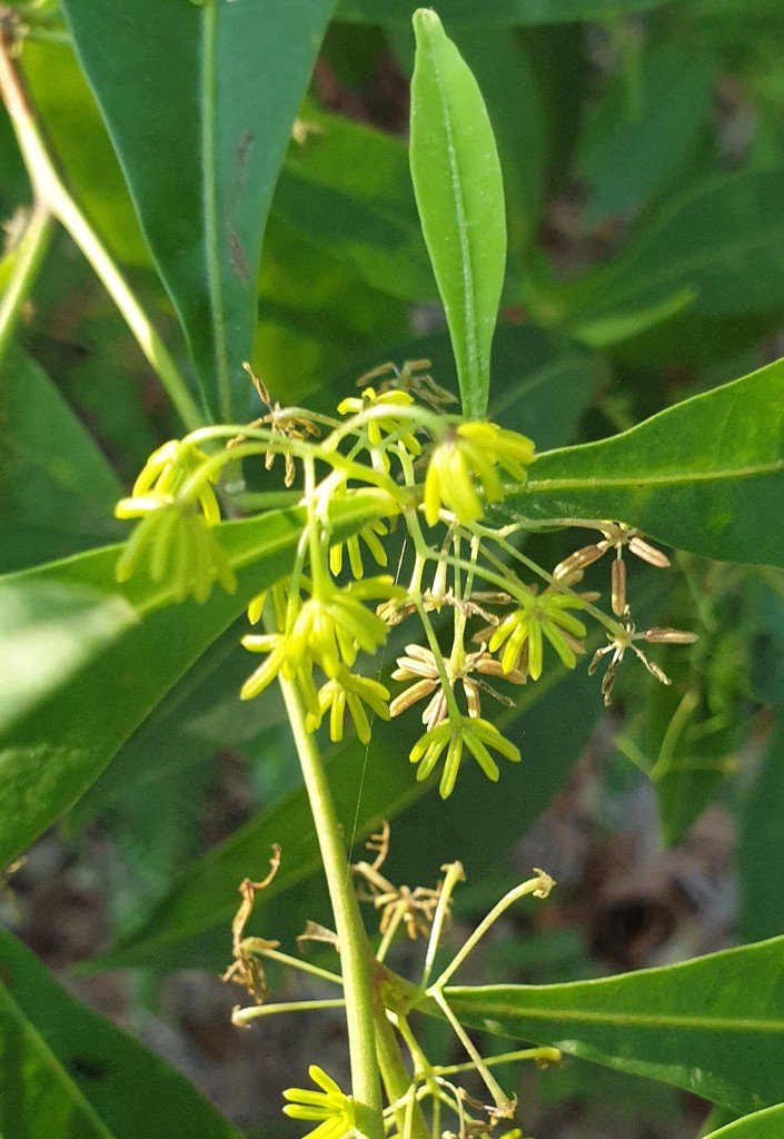 Common Hop Bush from Sydney NSW, Australia on March 04, 2021 at 05:53 ...