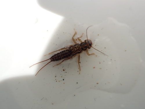 Isoperla difformis · iNaturalist Ecuador