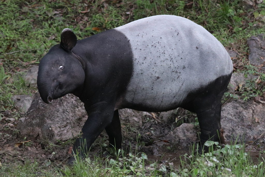 Malayan Tapir (Tapirus indicus) - Know Your Mammals
