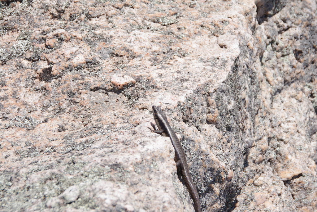 Tree Skink from Mitre VIC 3409, Australia on January 30, 2021 at 09:58 ...