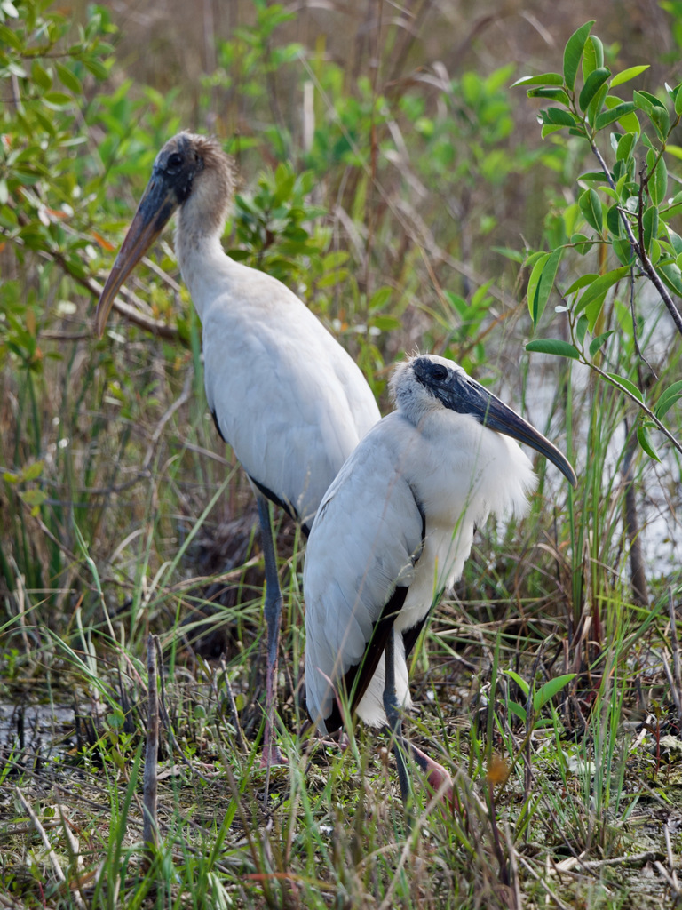 Wood Stork from Miami-Dade, Everglades National Park, Florida, United ...