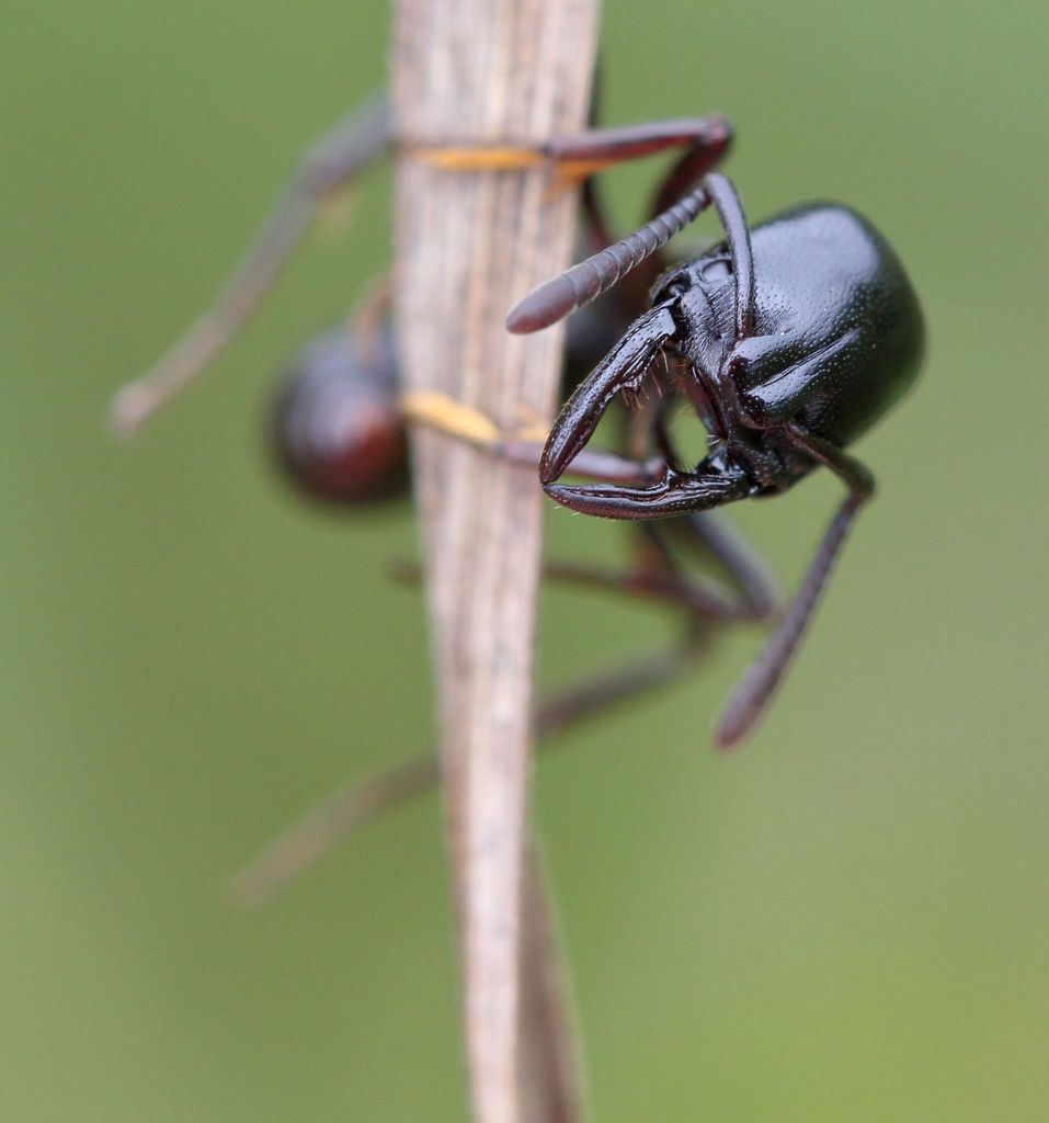 Ringbum Millipede Muncher Ant from Cumberland Nature Reserve, Indlovu ...