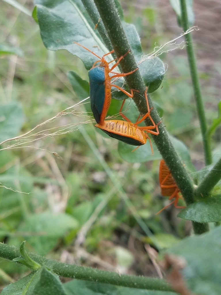 Red-bordered Stink Bug from Centro on March 04, 2021 at 07:25 AM by ...
