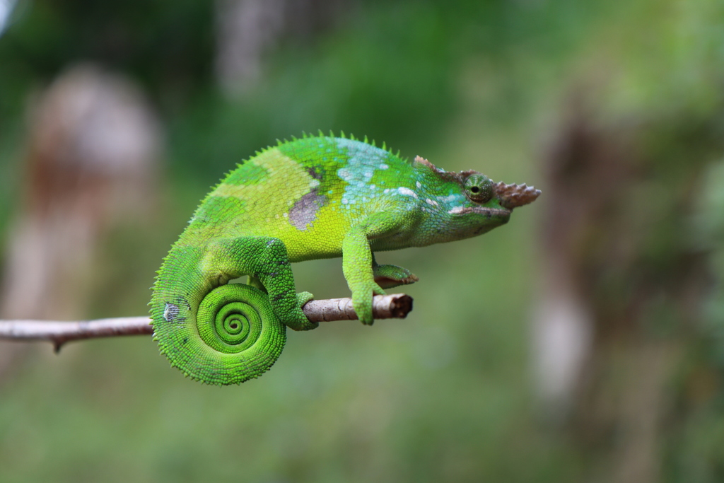 West Usambara two-horned chamaeleon in February 2021 by alla_s_urala · iNaturalist