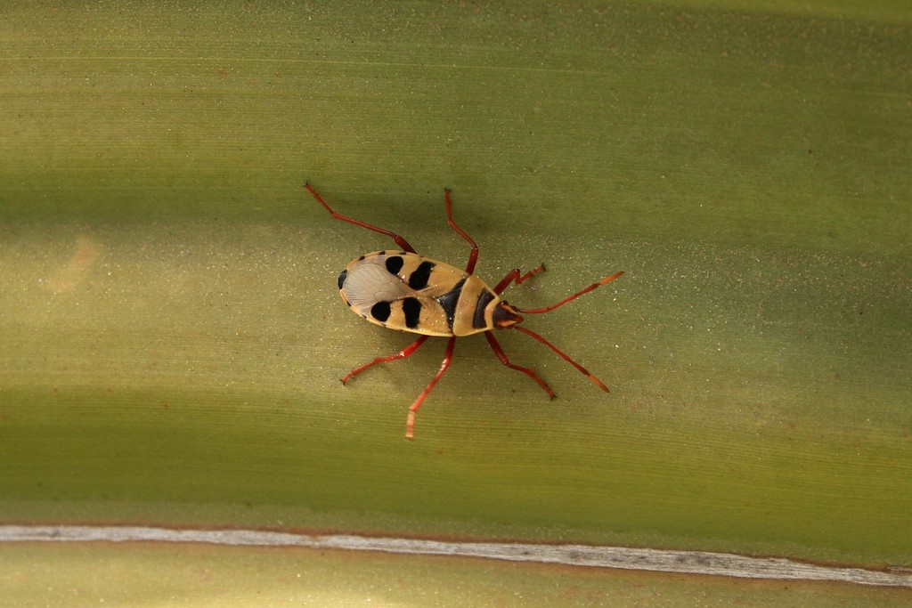 Welwitschia Bug from Erongo Region, Namibia on December 1, 2017 at 07: ...