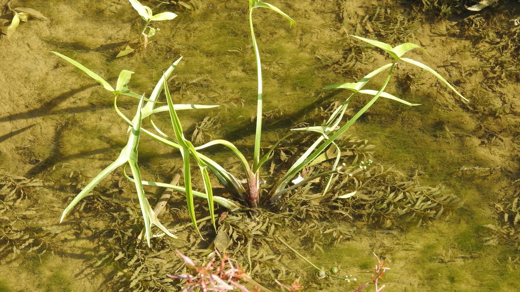 Chinese Arrowhead from 台灣新竹縣 on January 19, 2021 at 02:02 PM by ming110 ...