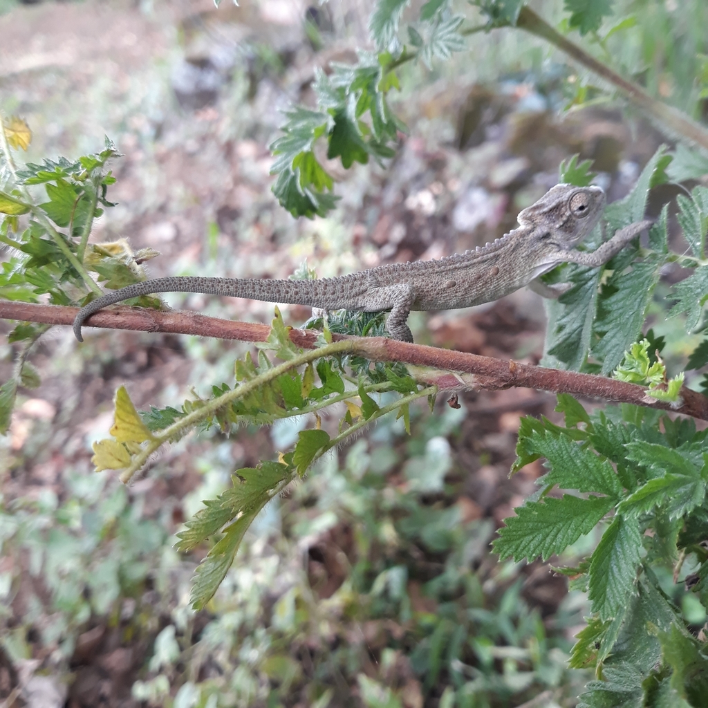 Natal Midland Dwarf Chamaeleon in March 2021 by Timothy Hedges ...