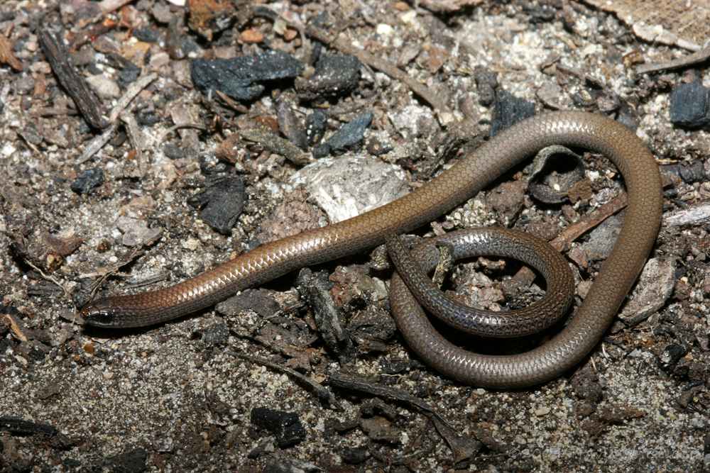 Baby Legless Lizard