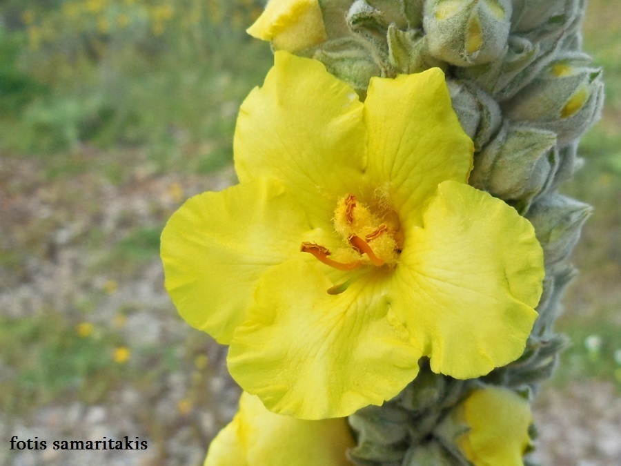 Verbascum macrurum from Κρήτη, Ελλάδα on April 18, 2014 at 09:02 AM by ...