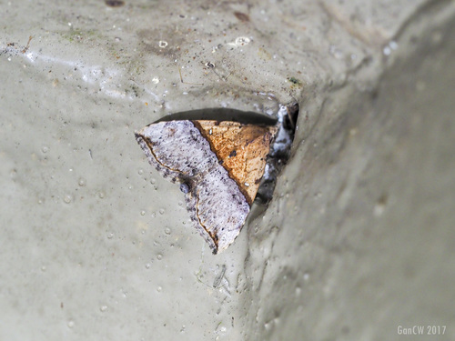 Acidon semiochrea · iNaturalist