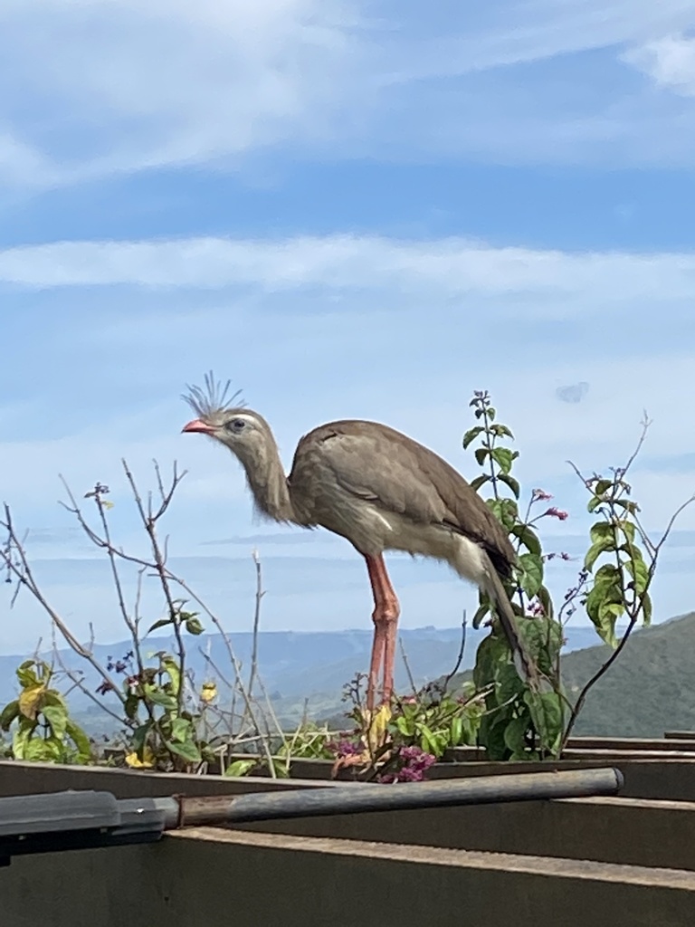 Red-legged Seriema from Delfinópolis, MG, BR on March 04, 2021 at 09:55 ...