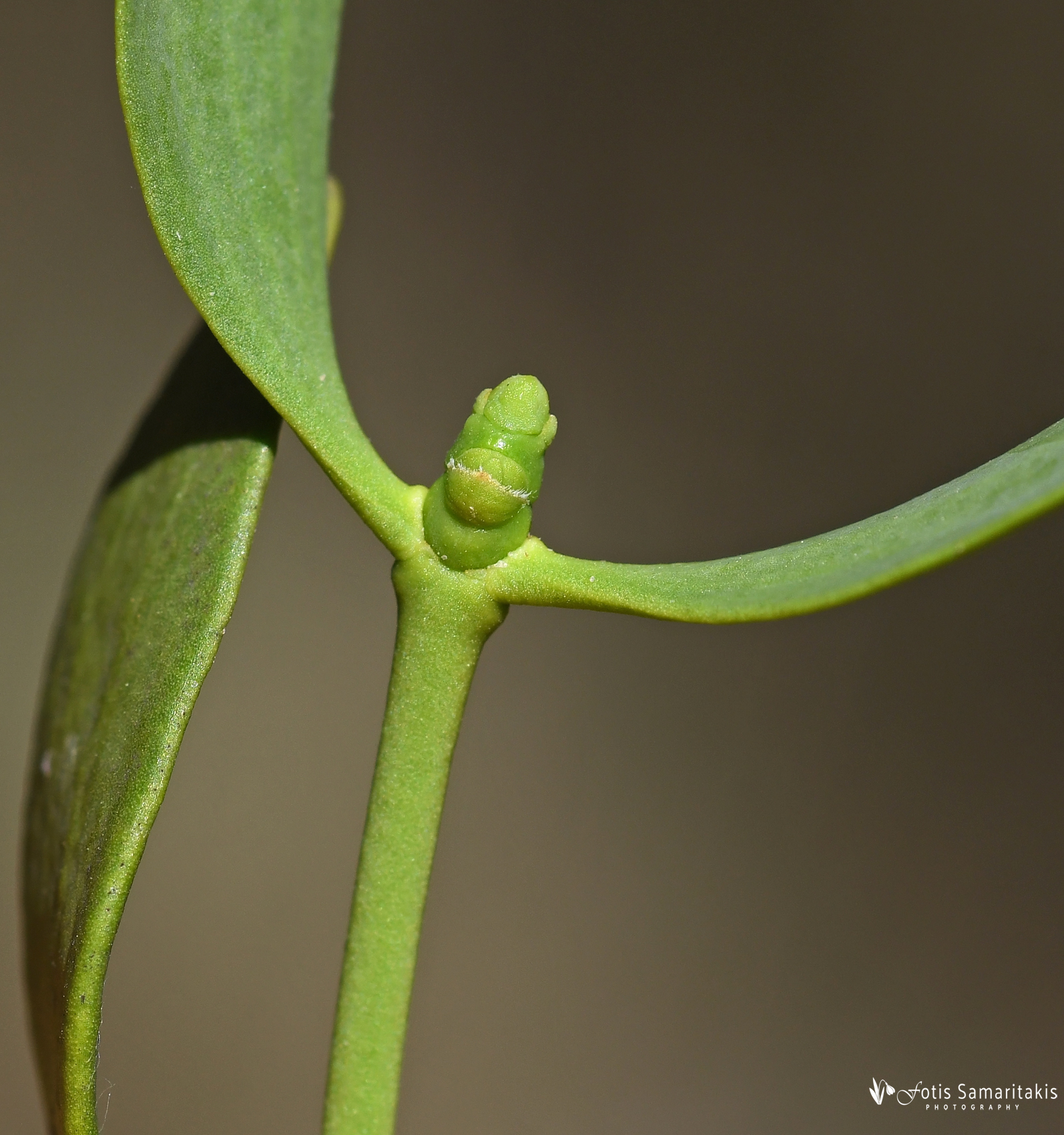 Viscum album subsp. creticum N.Böhling, Greuter, Raus, B.Snogerup ...