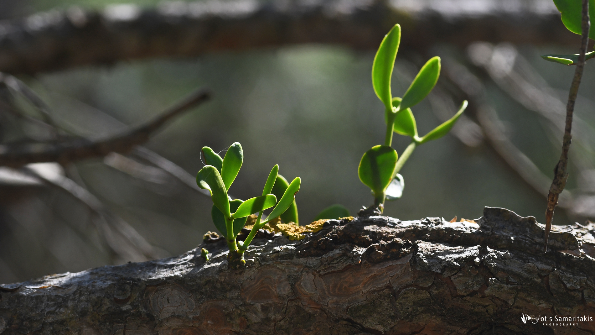 Viscum album subsp. creticum N.Böhling, Greuter, Raus, B.Snogerup ...