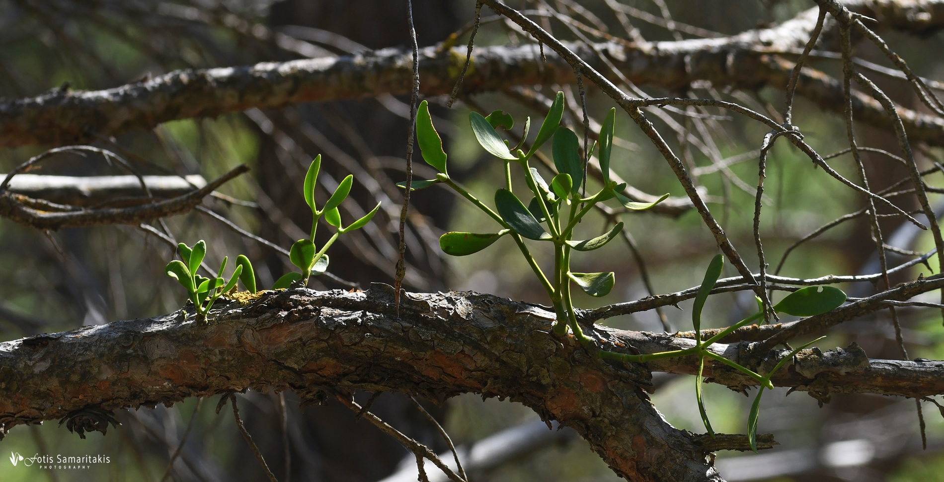 Viscum album subsp. creticum N.Böhling, Greuter, Raus, B.Snogerup ...