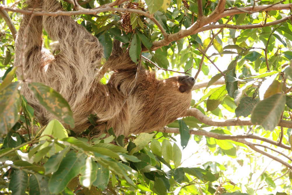 Two-Toed Sloths (Choloepus) - Know Your Mammals