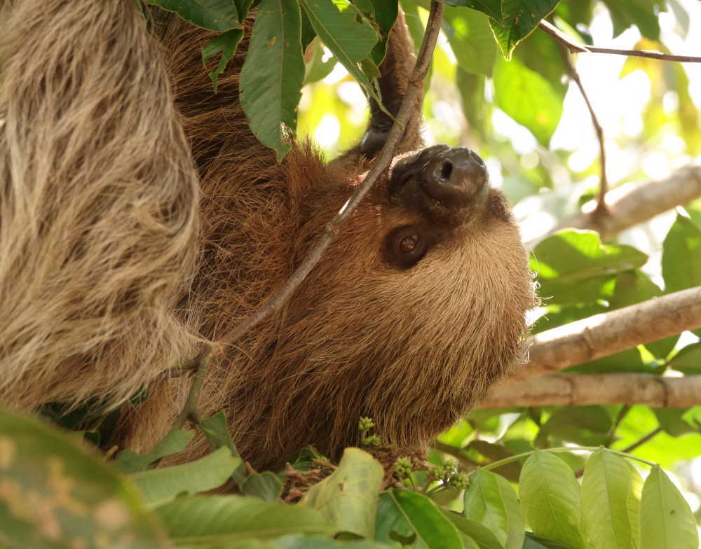 Linnaeus's Two-toed Sloth (Choloepus didactylus) - Know Your Mammals