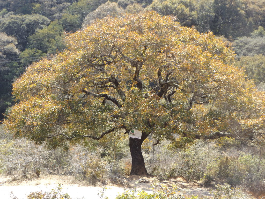 mexican oak from Zaragoza, S.L.P., México on February 27, 2021 at 12:13 ...