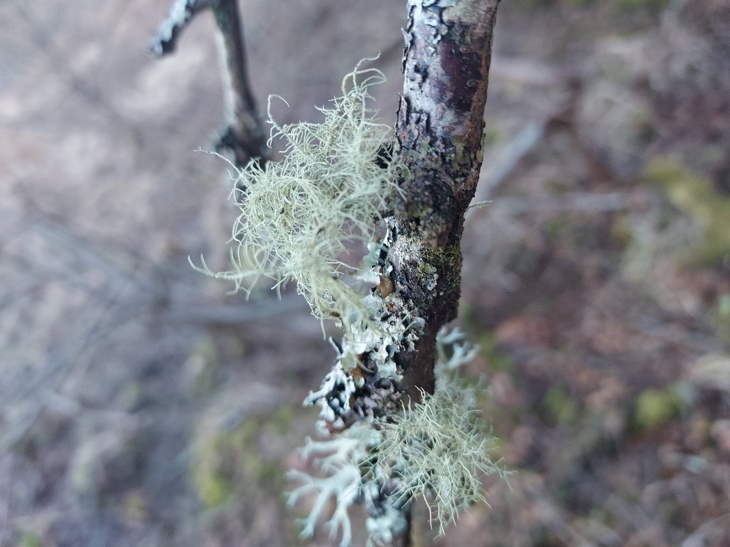 beard lichens from Argyll and Bute Council on March 04, 2021 at 05:28 ...