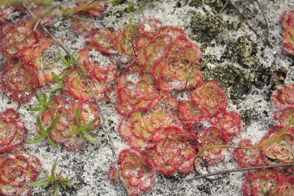 Painted Sundew (Drosera zonaria) - Botanical Realm
