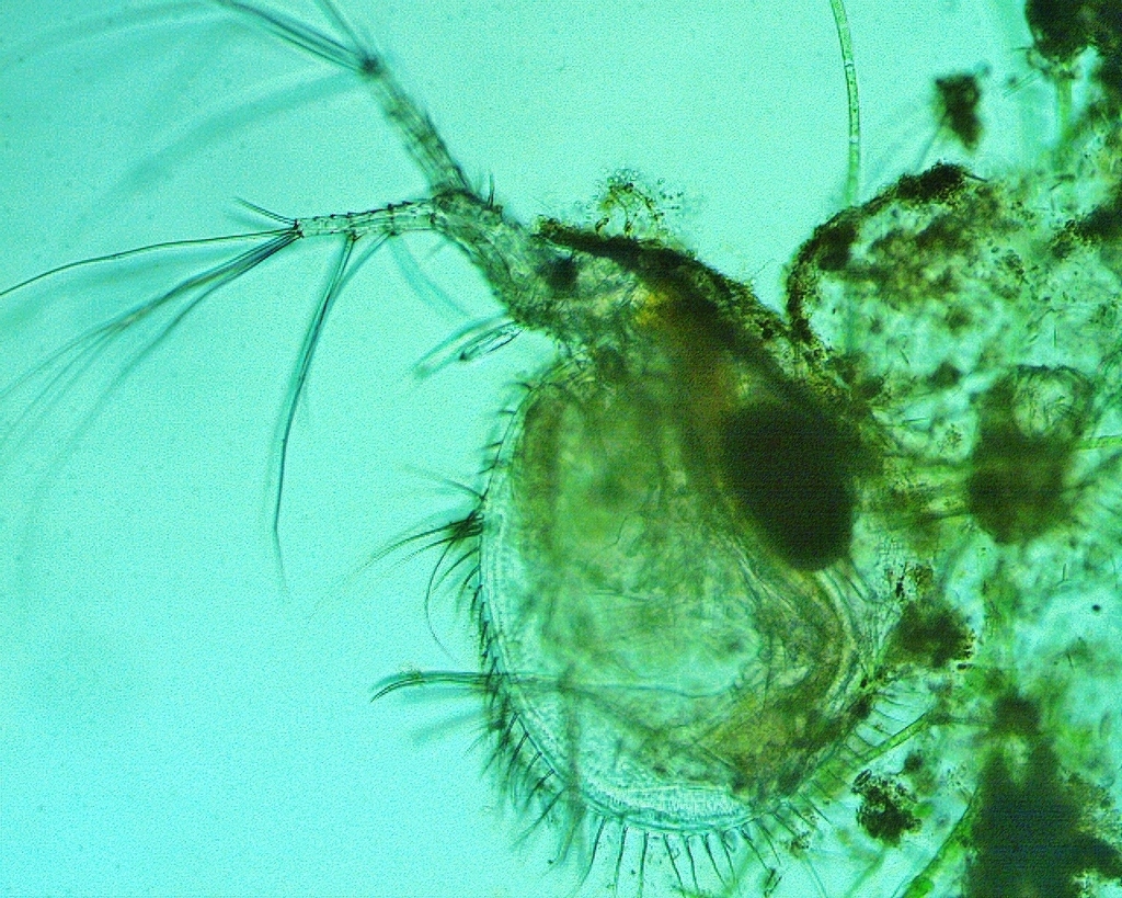 Ilyocryptus spinifer from Chantilly, Charlotte, NC 28205, USA on ...