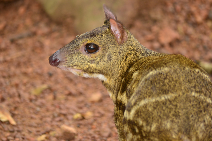 Chevrotains (Tragulidae) - Know Your Mammals