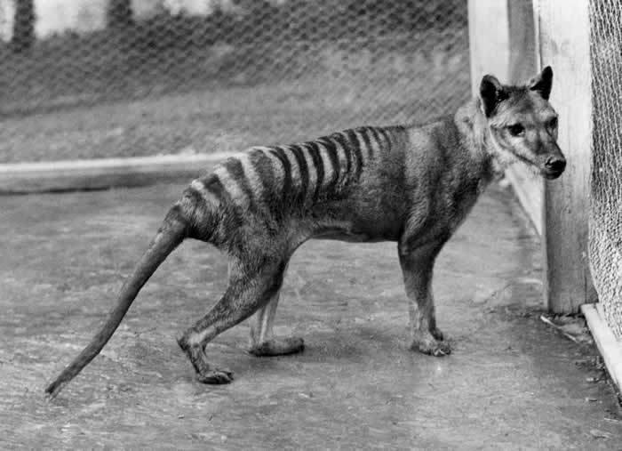 Thylacine (Thylacinus cynocephalus) - Know Your Mammals