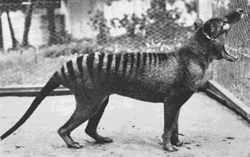 Thylacine (Thylacinus cynocephalus) - Know Your Mammals