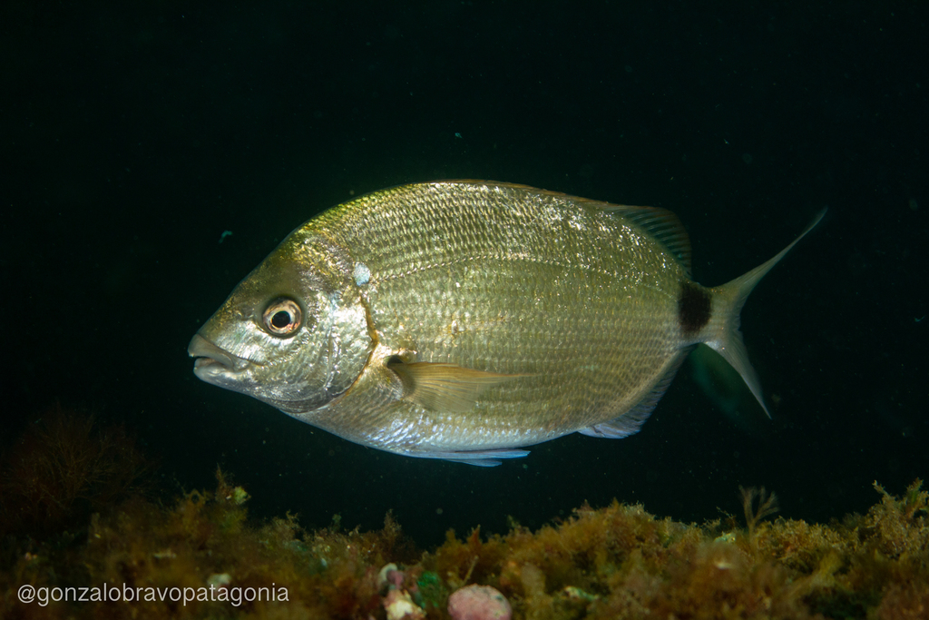 South American Silver Porgy (CMAS Spearfishing 2025) · iNaturalist