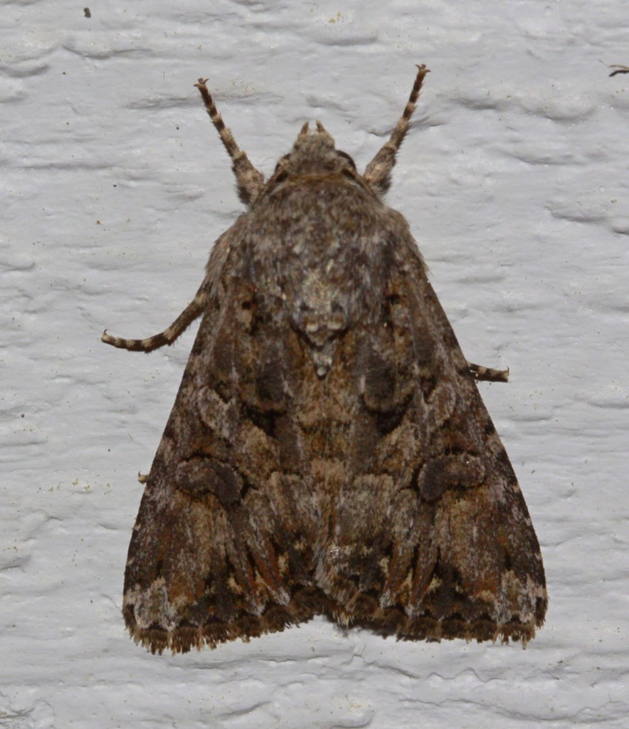 Nutmeg Moth from Métis-sur-Mer, QC, Canada on August 7, 2019 at 12:48 ...