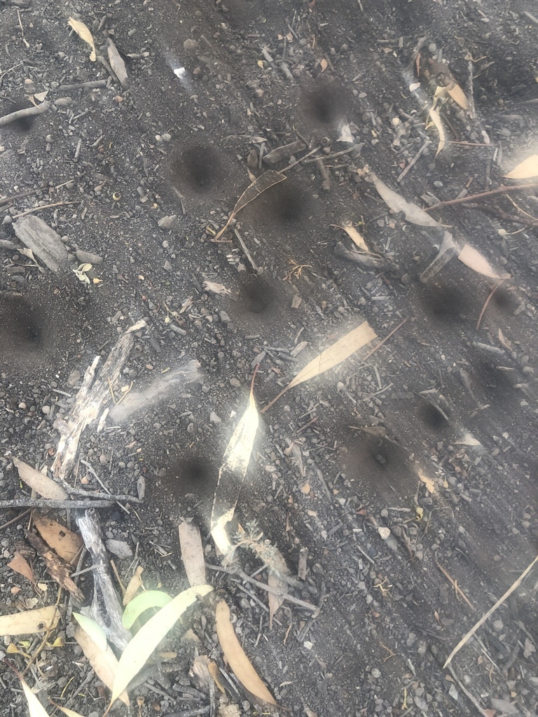 Pit-trapping Antlions from Barham, NSW, AU on March 5, 2021 at 07:57 AM ...