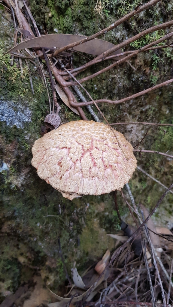Boletellus ananiceps from West Pymble NSW 2073, Australia on March 3 ...
