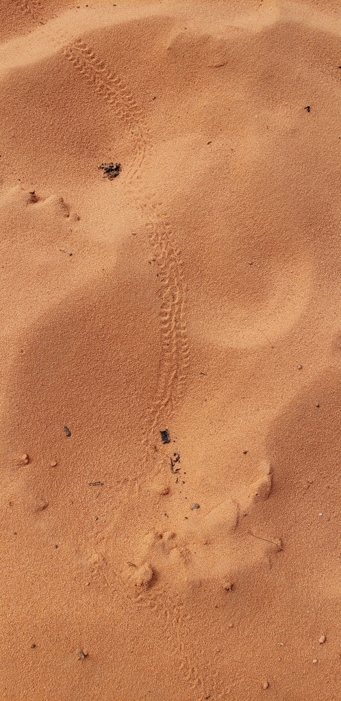 Centipedes from Overton, NV 89040, USA on March 3, 2021 at 11:50 AM by ...