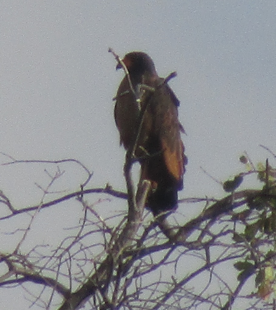 Rufous Crab Hawk in March 2021 by charlesavenengo · iNaturalist