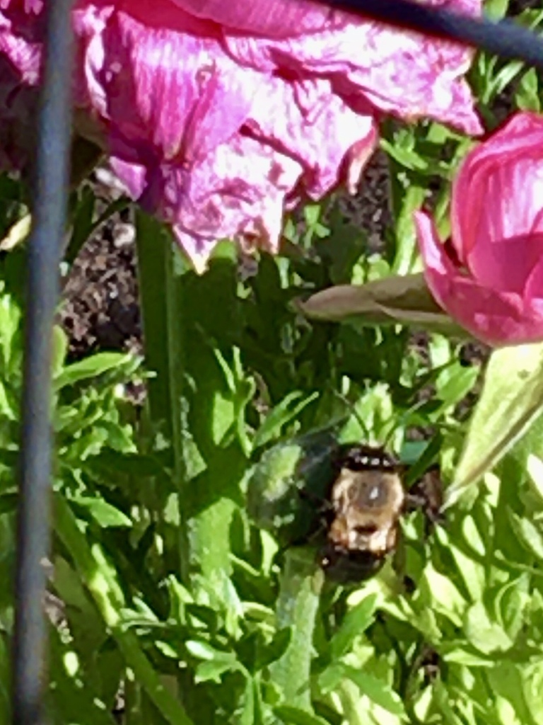Blueberry Digger Bee from Leafy Oak Ct, Magnolia, TX, US on March 04 ...