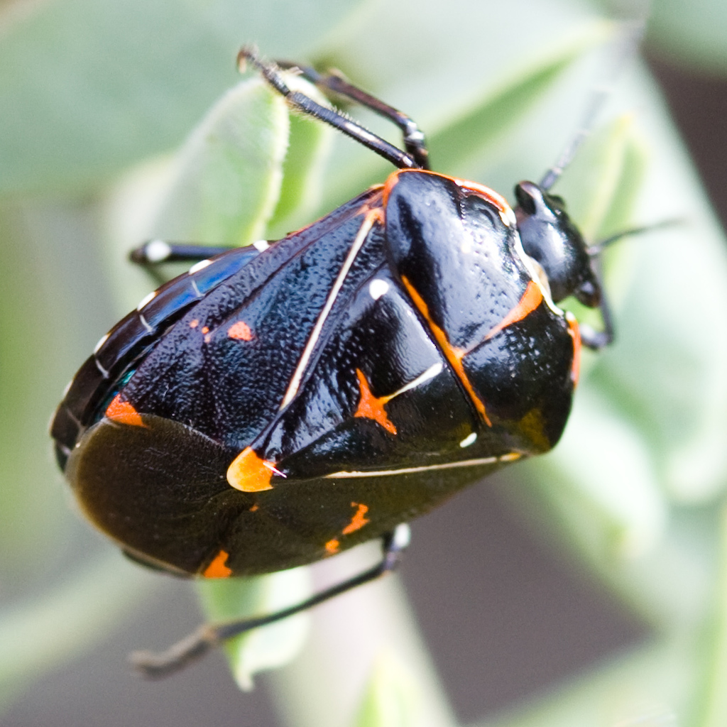 Harlequin Bug from Leo Carrillo State Park, Ventura County, CA, USA on ...