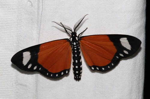 Monarch Looper (Cartaletis libyssa) · iNaturalist