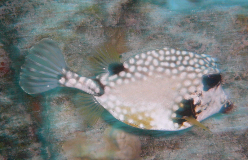 Smooth Trunkfish from Bonaire, Netherlands Antilles on May 10, 2008 by ...