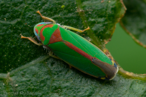 Tribe Tungurahualini · iNaturalist