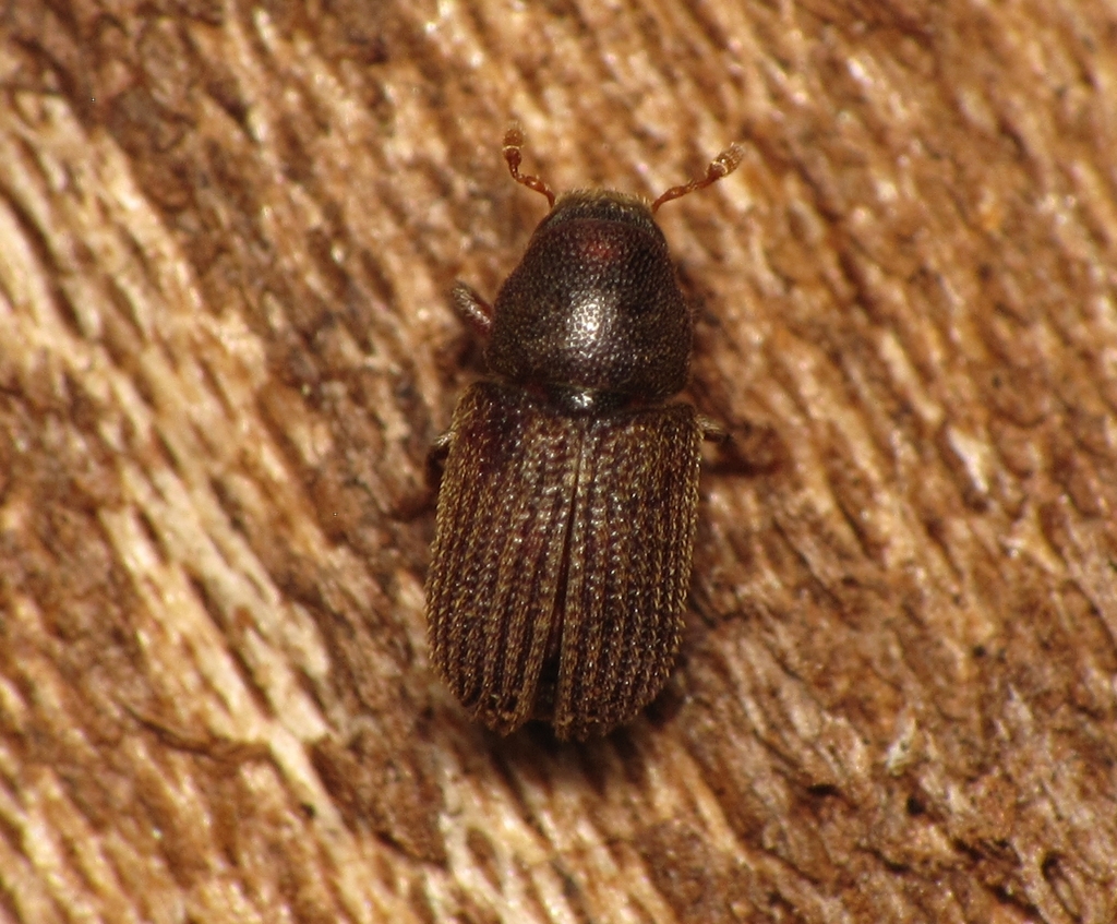 Native Elm Bark Beetle in April 2011 by b_coulter. On trunk of dead and ...