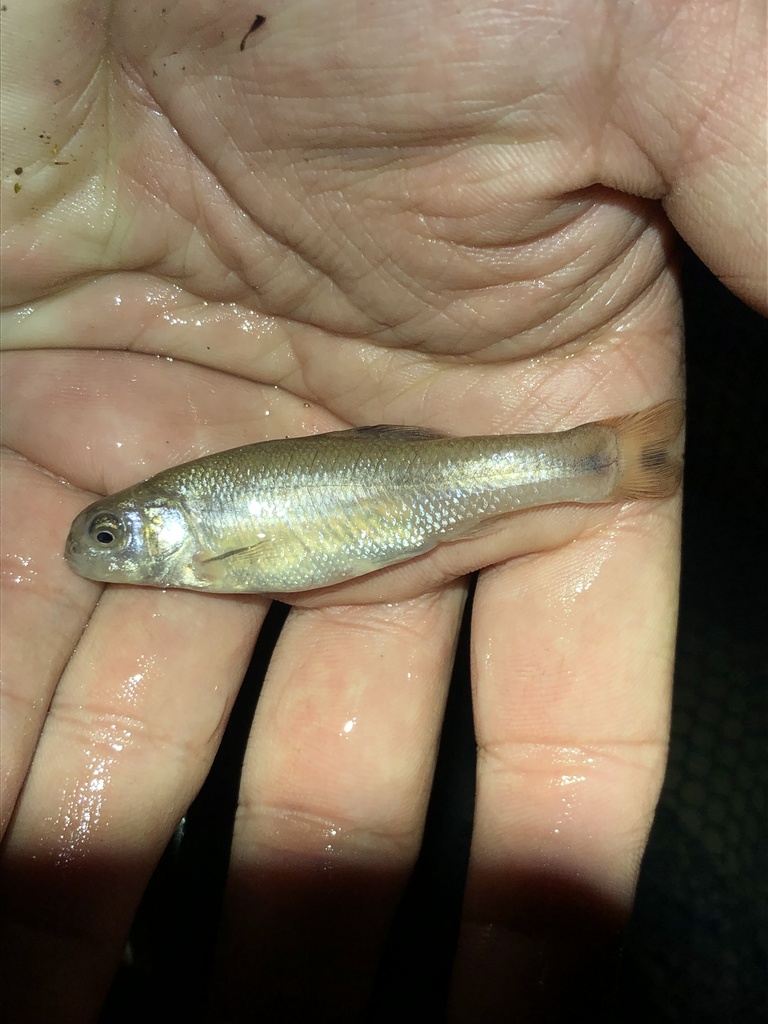 Fathead Minnow from Cherokee County, US-OK, US on February 27, 2021 at ...