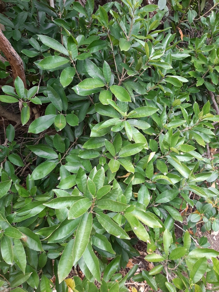Mahoe from Gore Bay Scenic Reserve, NZ-CA-HN, NZ-CA, NZ on March 01 ...