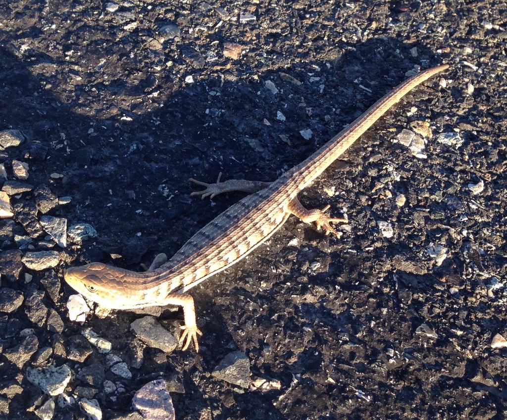 Southern Alligator Lizard from 9942–10034 Highway 14, Goldendale, WA ...