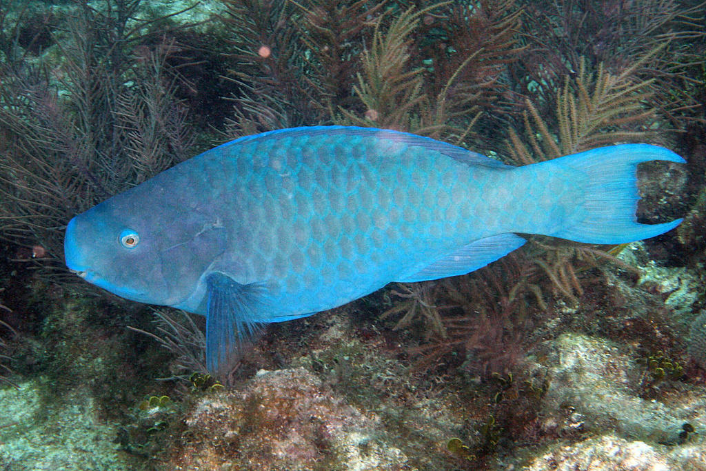 The Blue Parrotfish