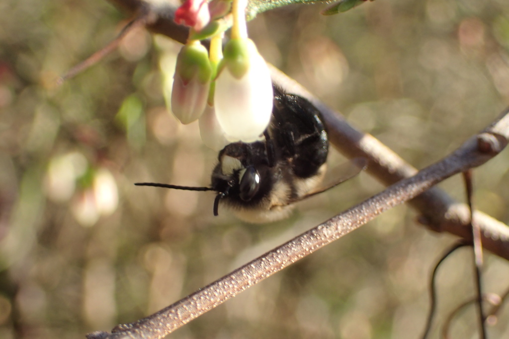 Blueberry Digger Bee from Richland County, SC, USA on March 4, 2021 at ...