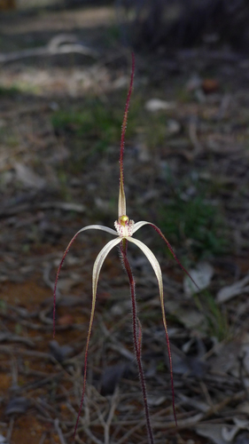 western wispy spider orchid (Caladenia microchila) · iNaturalist United ...