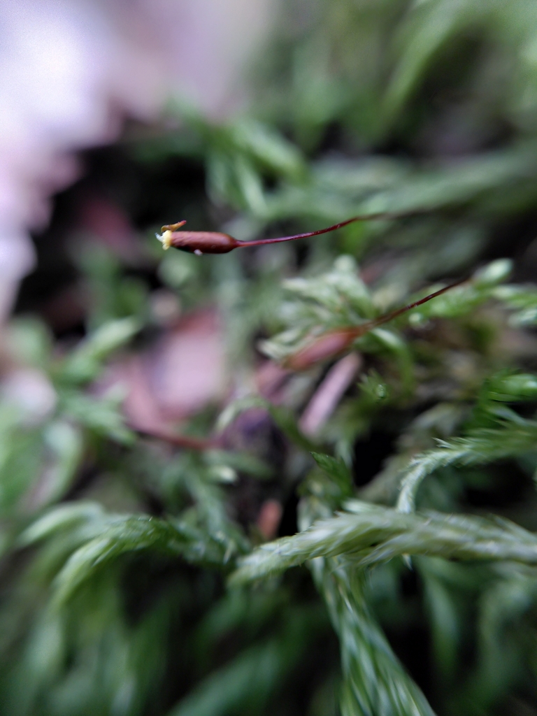 Larger Mouse-tail Moss (Isothecium alopecuroides) - Botanical Realm