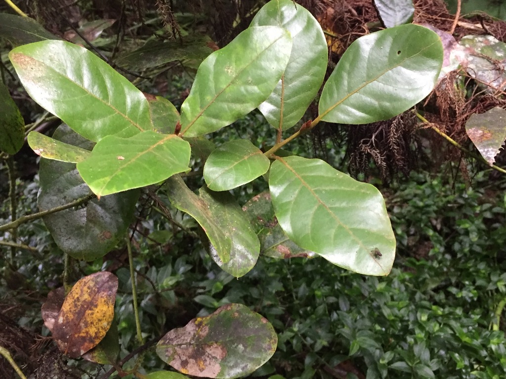 Taraire from Hillcrest, Waikato, New Zealand on March 05, 2021 at 04:06 ...