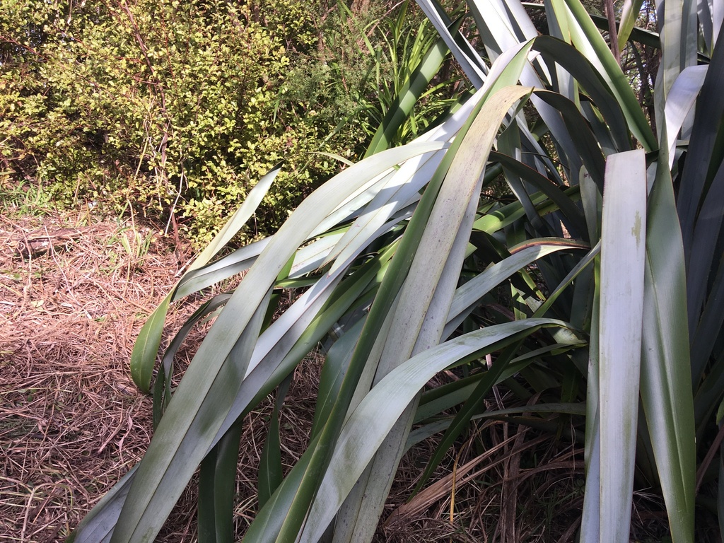 New Zealand flax from GGAPR Gahnia Grove, Eskdale Forest on July 08 ...