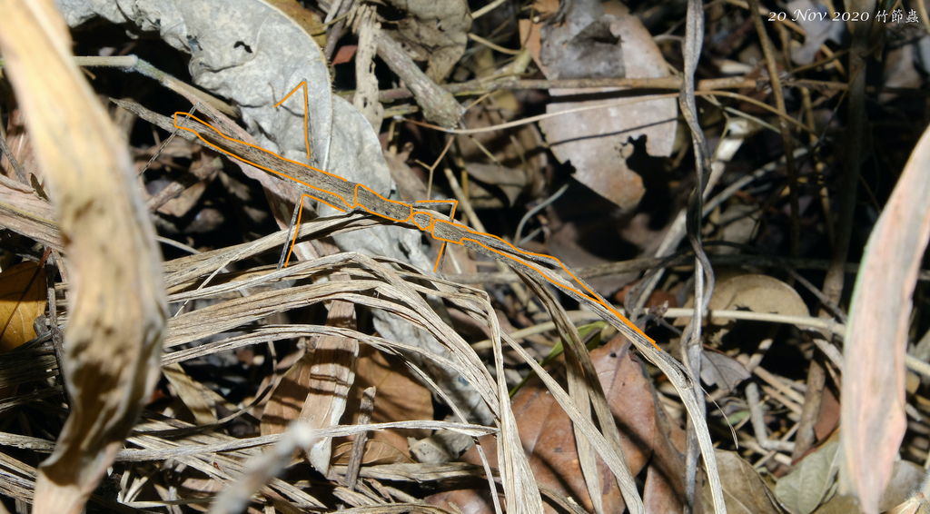 Pink-winged Stick Insect from Tai Lam, Hong Kong on November 20, 2020 ...